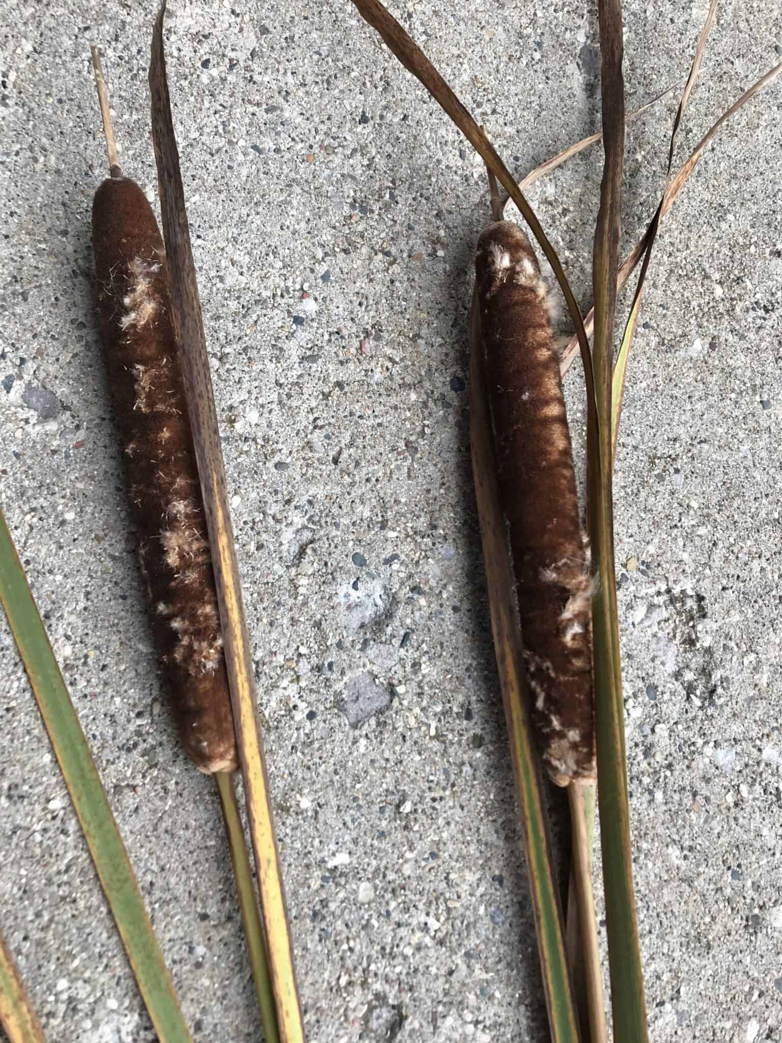 How to Decorate with Cattails - JustCraftingAround