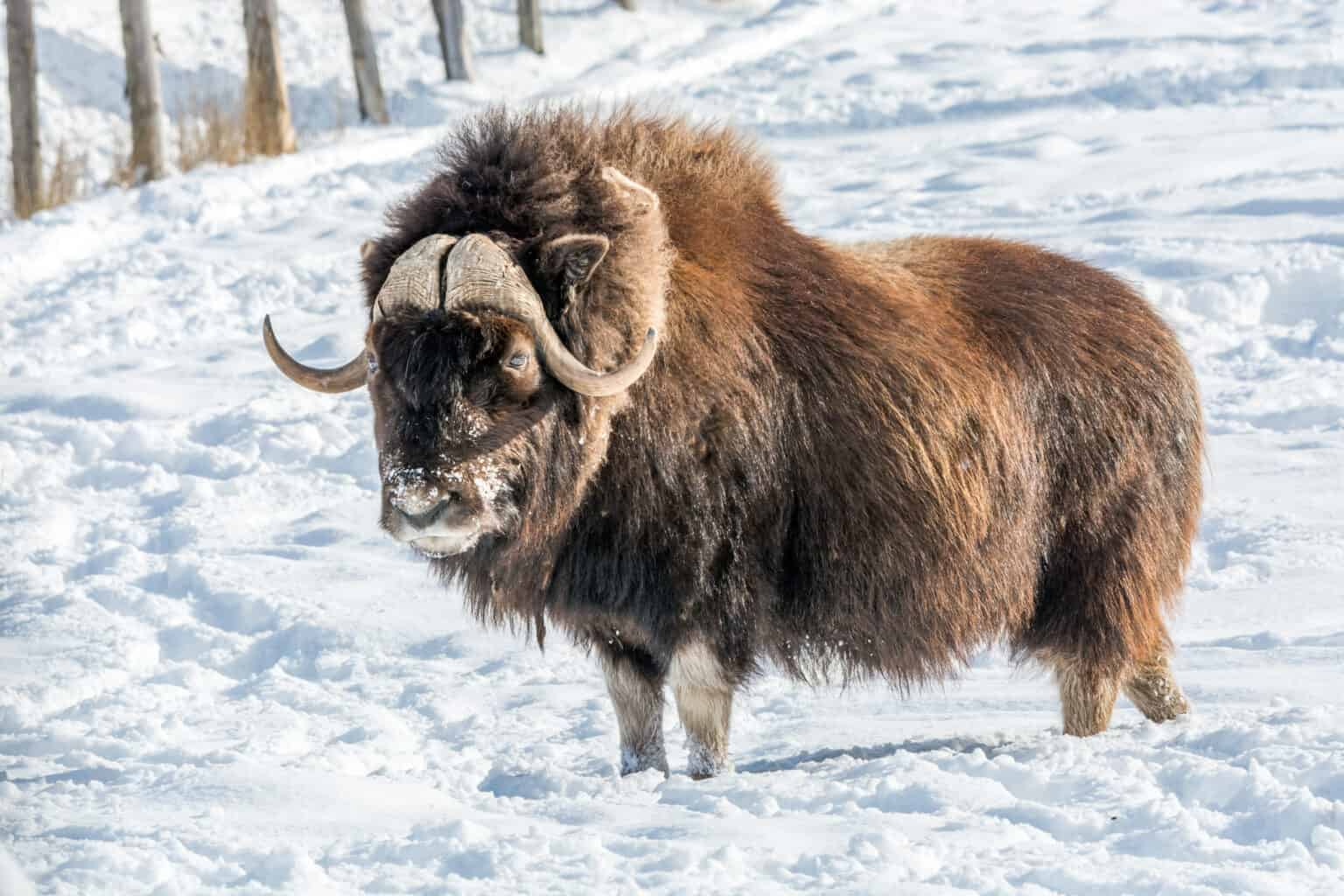 What is Qiviut Yarn? - JustCraftingAround