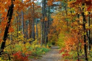 29 DIY Fall Photoshoot Ideas - JustCraftingAround